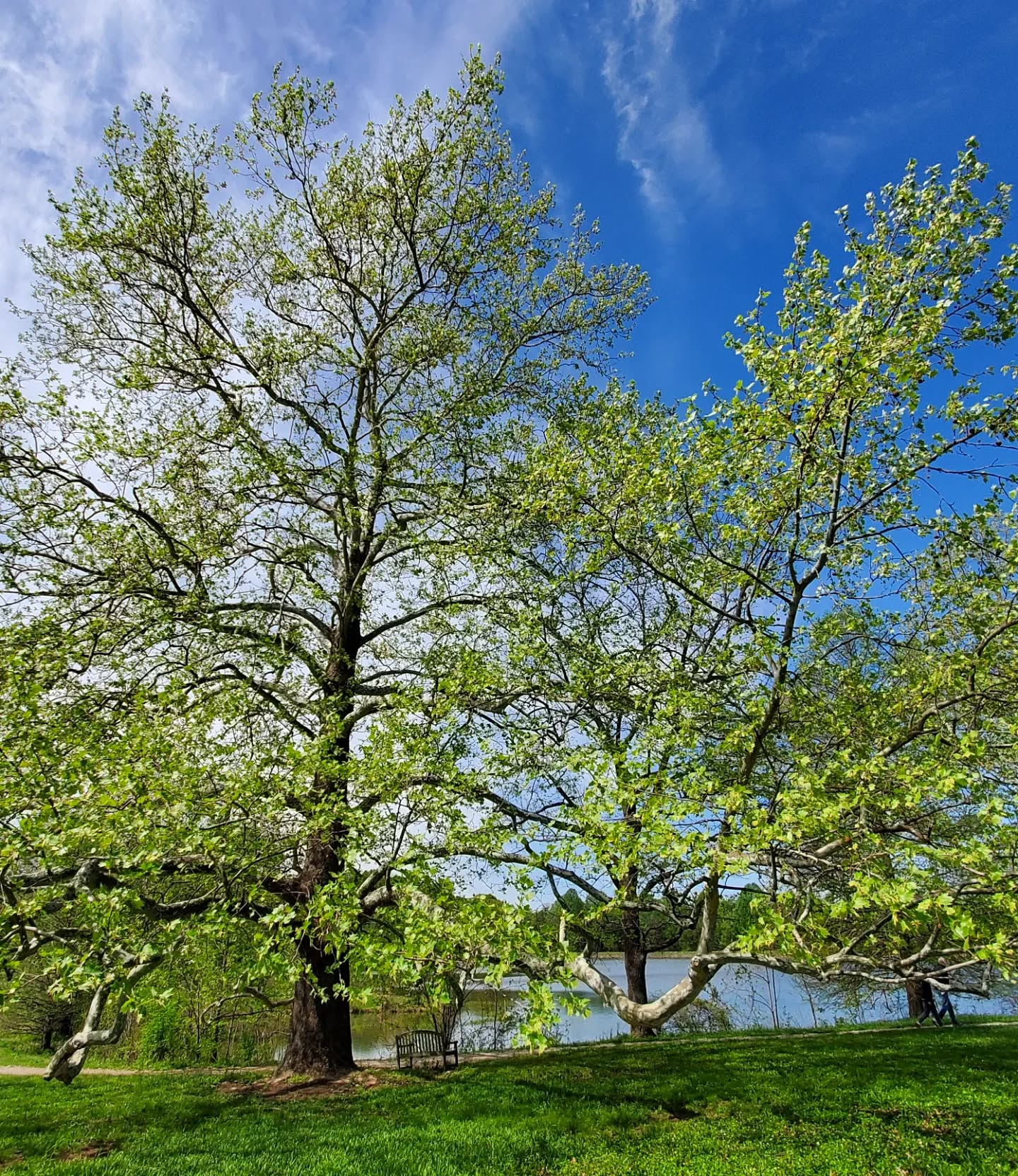 Bernheim Forest: A Magickal Picnic with Giants – Fernweh, An Ache for ...